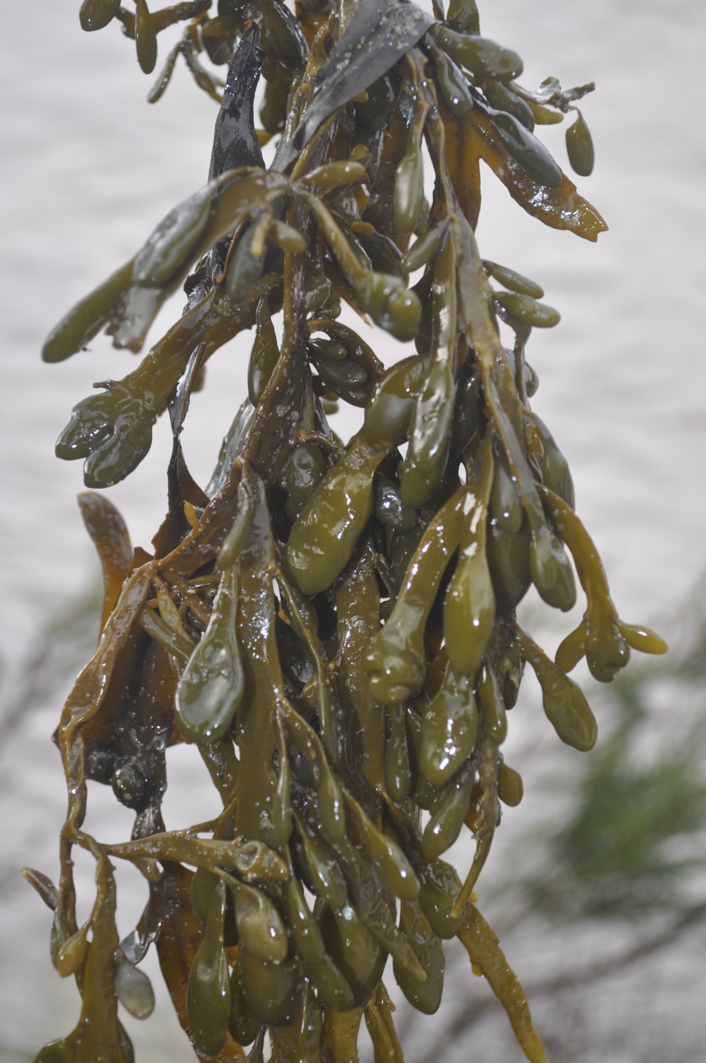 Compost extras – Climatechangegarden