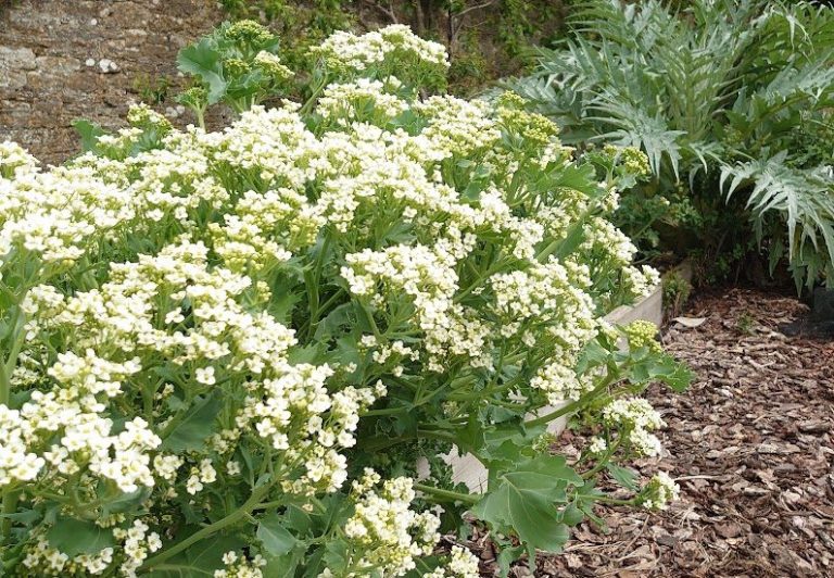 Resilient plants – Climatechangegarden