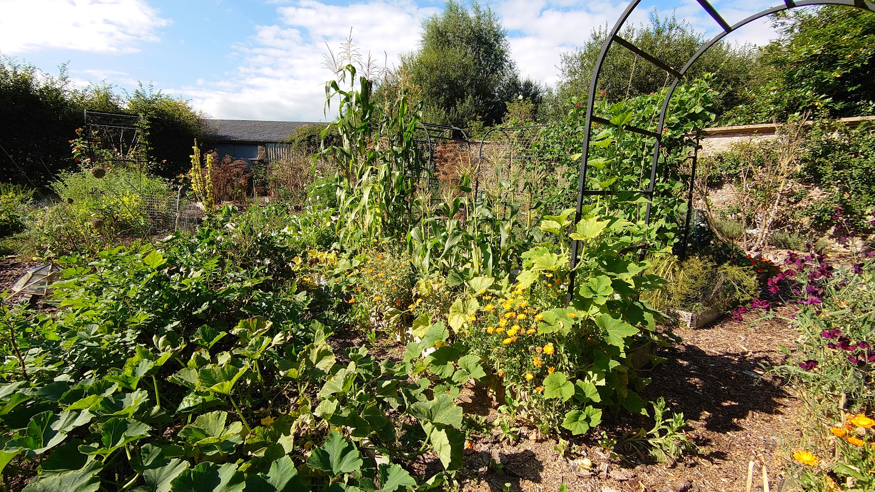 Create a polyculture bed – Climatechangegarden